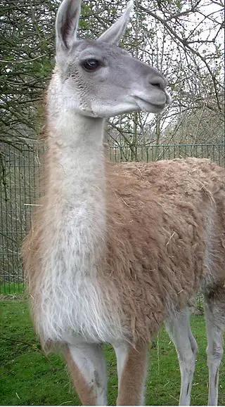 Guanaco | The Animal Facts | Appearance, Diet, Behavior, Habitat