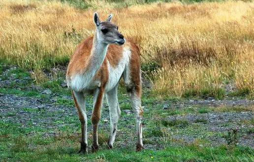 Guanaco | The Animal Facts | Appearance, Diet, Behavior, Habitat