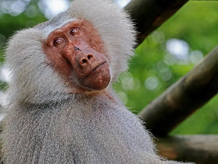 Gelada | The Animal Facts | Appearance, Diet, Habitat, Behavior