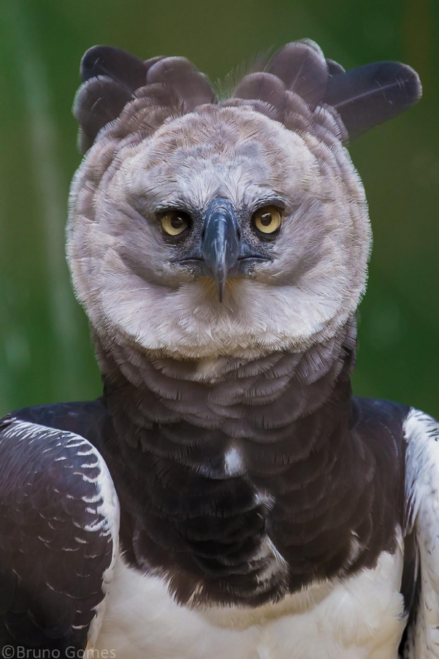 Harpy eagle | The Animal Facts