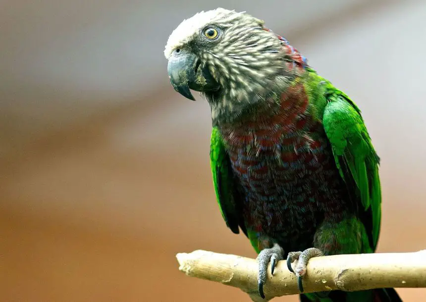 Hawk-Headed Parrot | The Animal Facts | Appearance, Diet, Habitat