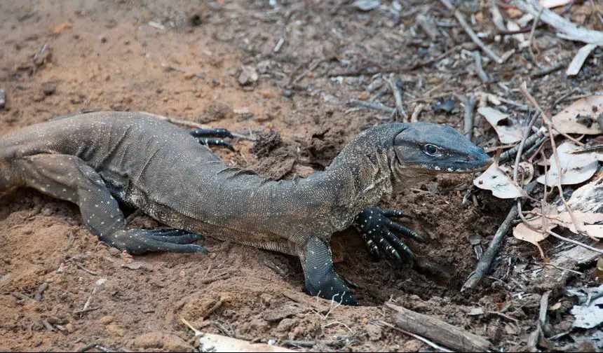 Heath Goanna | The Animal Facts | Appearance, Diet, Habitat, Lifespan