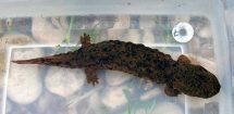 Hellbender | The Animal Facts Facts, Diet, Habitat, Behaviour and More