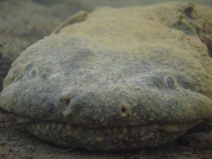 Hellbender | The Animal Facts Facts, Diet, Habitat, Behaviour and More