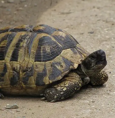Hermann’s Tortoise | The Animal Facts | Appearance, Diet, Habitat