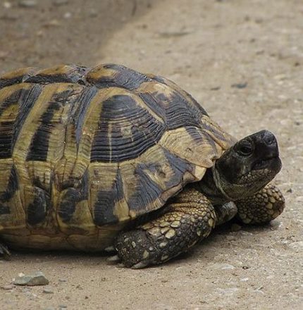 Hermann’s Tortoise | The Animal Facts | Appearance, Diet, Habitat