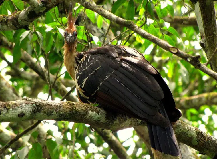 Hoatzin | The Animal Facts | Appearance, Diet, Habitat, Behavior, Lifespan