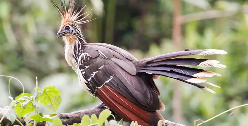 Hoatzin | The Animal Facts | Appearance, Diet, Habitat, Behavior, Lifespan