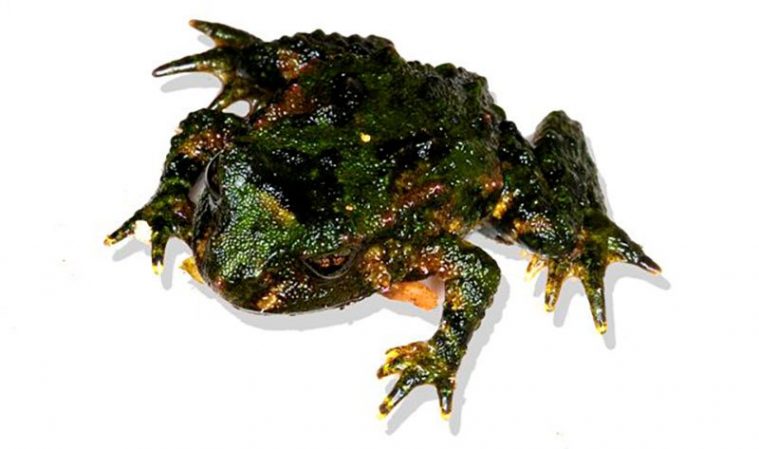 Hochstetter's frog | The Animal Facts | Appearance, Diet, Habitat, Behavior