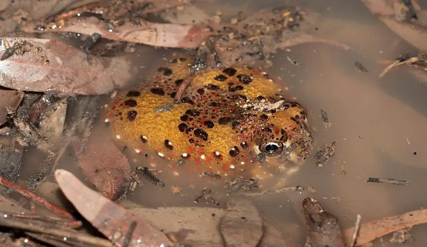 Crucifix Toad | The Animal Facts | Appearance, Diet, Habitat, Behavior