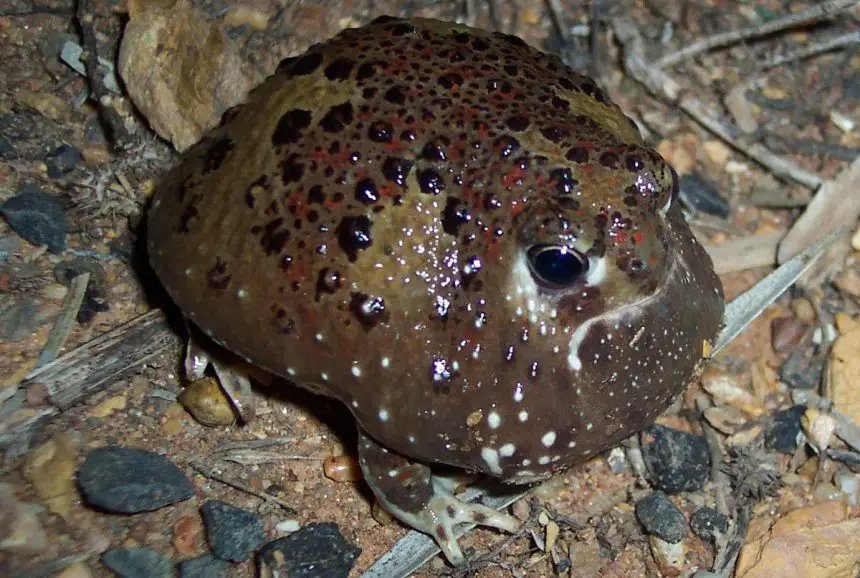 Crucifix Toad | The Animal Facts | Appearance, Diet, Habitat, Behavior