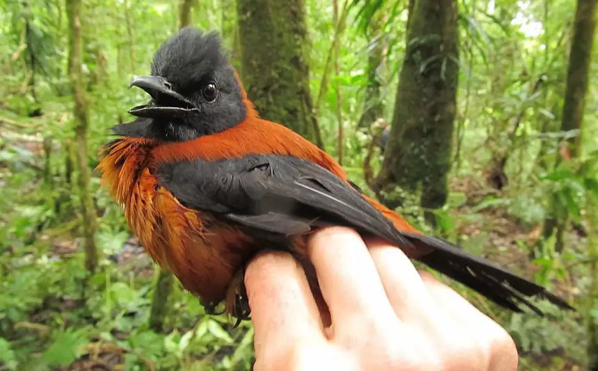Hooded Pitohui | The Animal Facts | Appearance, Diet, Habitat, Behavior