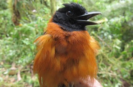 Hooded Pitohui | The Animal Facts | Appearance, Diet, Habitat, Behavior
