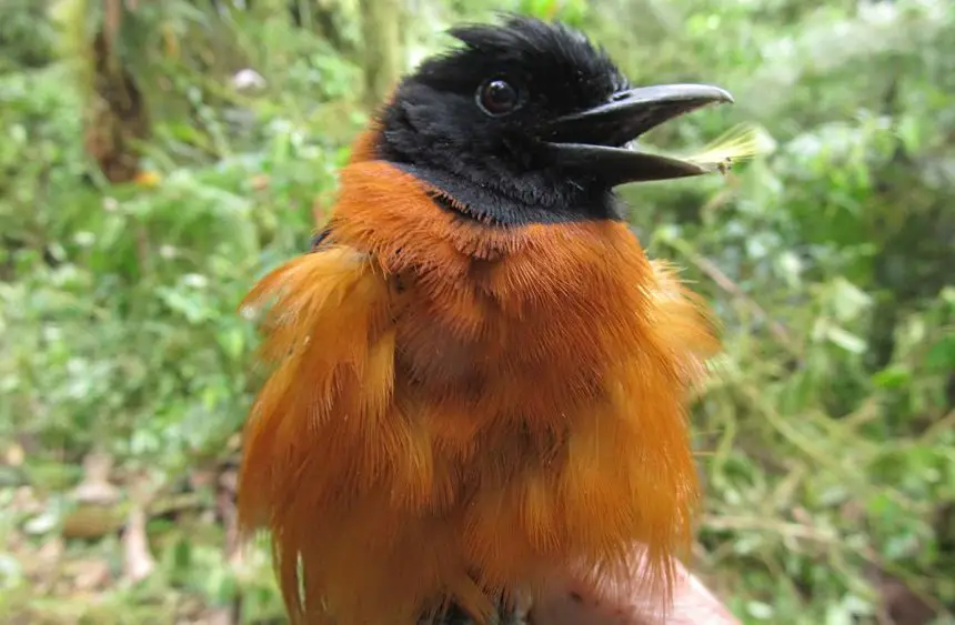 Hooded Pitohui | The Animal Facts | Appearance, Diet, Habitat, Behavior