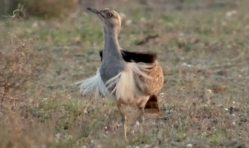 Houbara Bustard | The Animal Facts | Appearance, Diet, Habitat, Behavior
