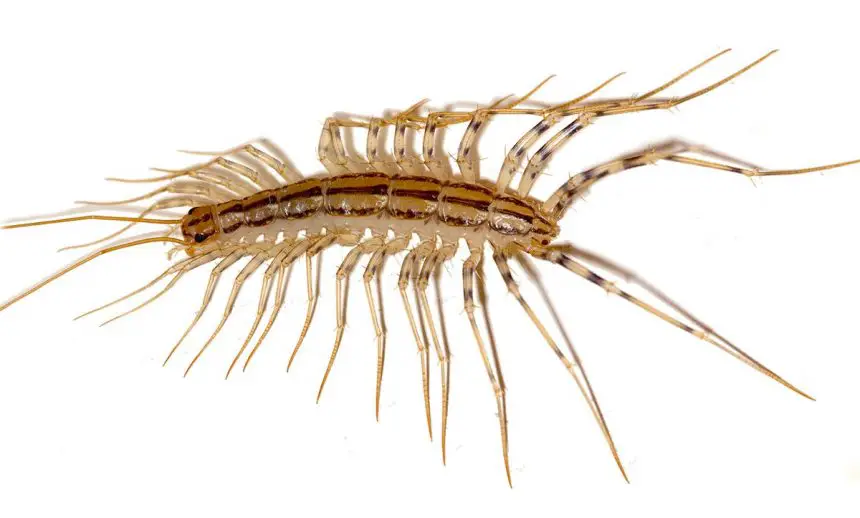 House Centipede | The Animal Facts | Appearance, Diet, Habitat, Behavior