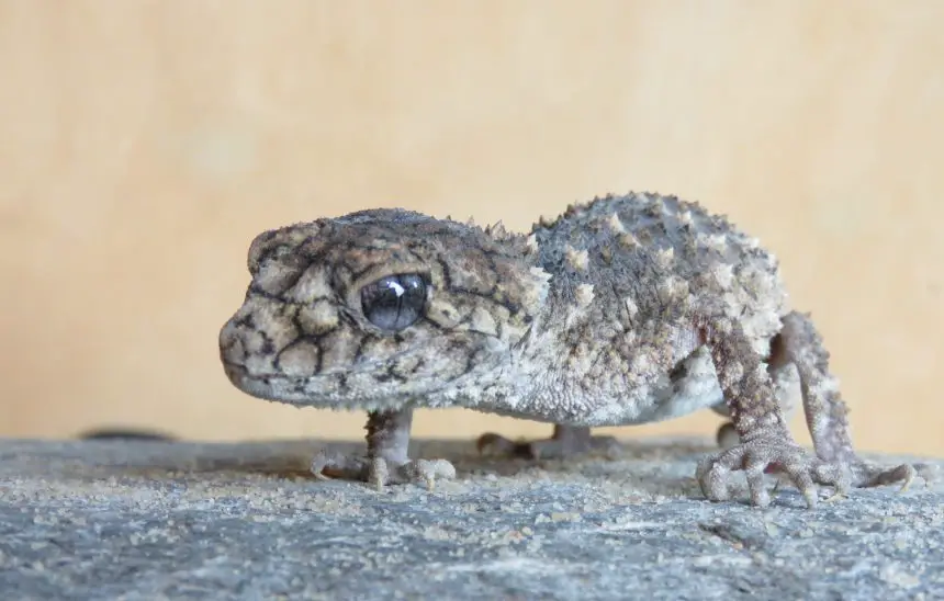 Lizards | The Animal Facts | What makes them a unique type of reptile?