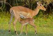 Impala | The Animal Facts