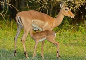 Impala | The Animal Facts