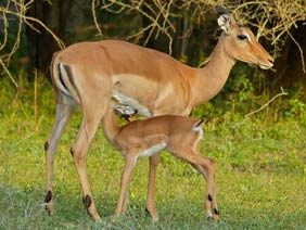 Addax | The Animal Facts | Appearance, Habitat, Diet, Behavior, Lifespan