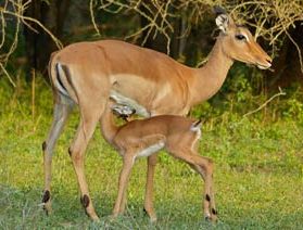 Bontebok | The Animal Facts | Appearance, Diet, Habitat, Behavior