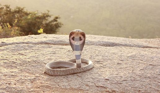 Indian Cobra | The Animal Facts | Habitat, Appearance, More!
