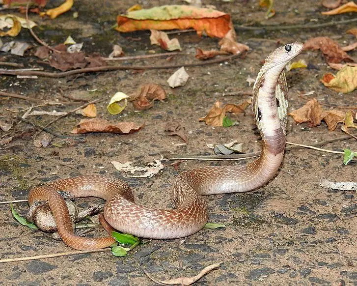 Indian Cobra | The Animal Facts | Habitat, Appearance, More!