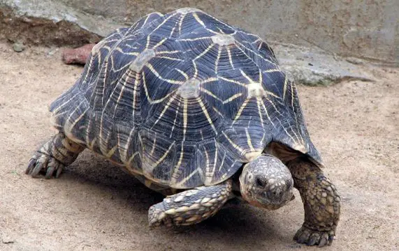 Indian Starred Tortoise | The Animal Facts | Appearance, Habitat, Diet