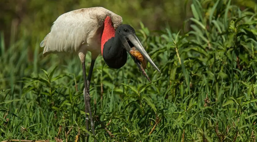 Jabiru | The Animal Facts | Appearance, Diet, Habitat, Behavior, Lifespan