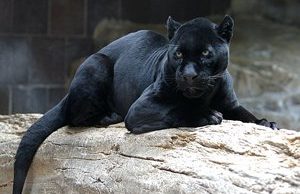 Jaguar | The Animal Facts