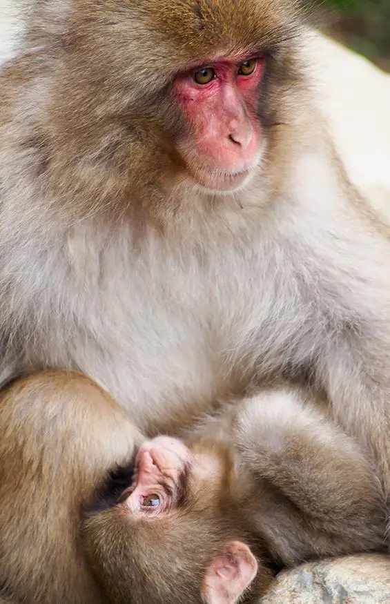 Japanese Macaque | The Animal Facts | Appearance, Diet, Habitat