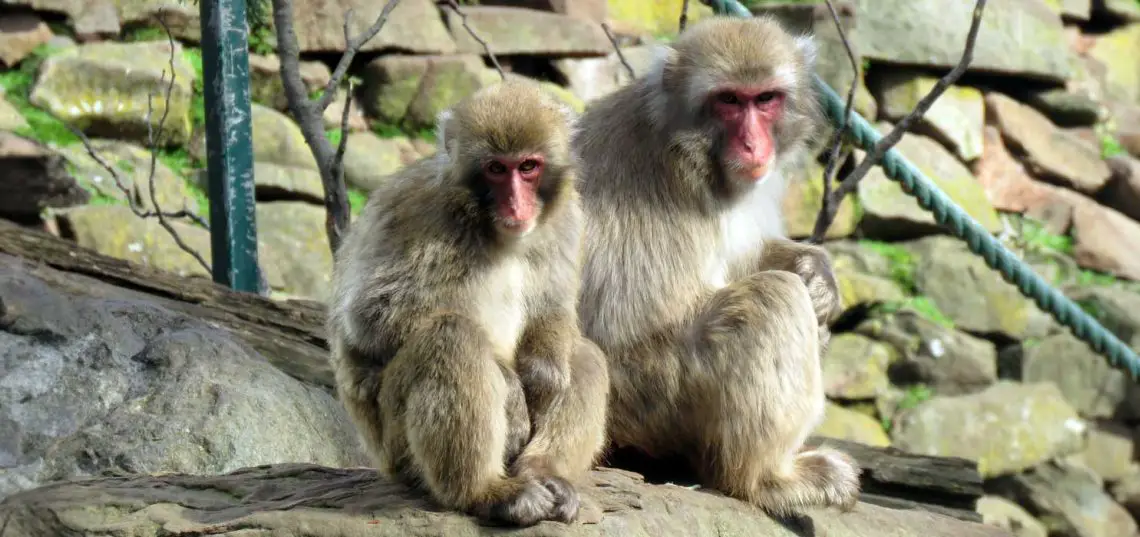 Japanese Macaque | The Animal Facts | Appearance, Diet, Habitat