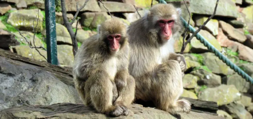 Japanese Macaque | The Animal Facts | Appearance, Diet, Habitat