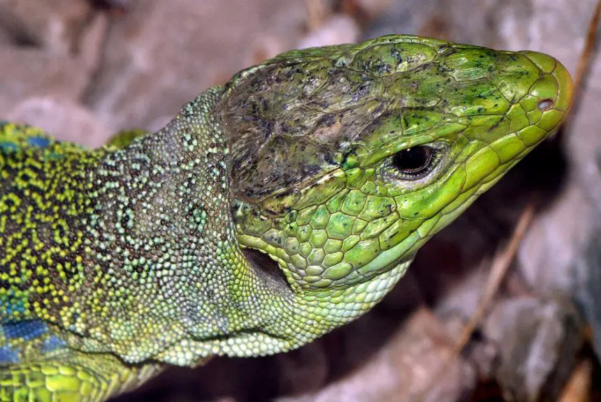 Jeweled Lizard | The Animal Facts | Appearance, Diet, Habitat, Behavior
