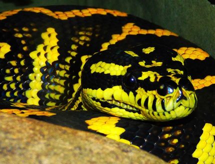 Bredli Python - The Animal Facts - Appearance, Diet, Habitat, Behavior