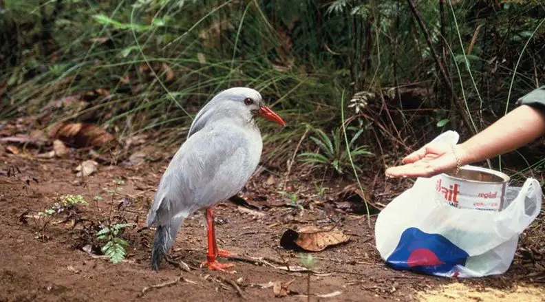 Kagu | The Animal Facts | Appearance, Diet, Habitat, Behavior, Lifespan