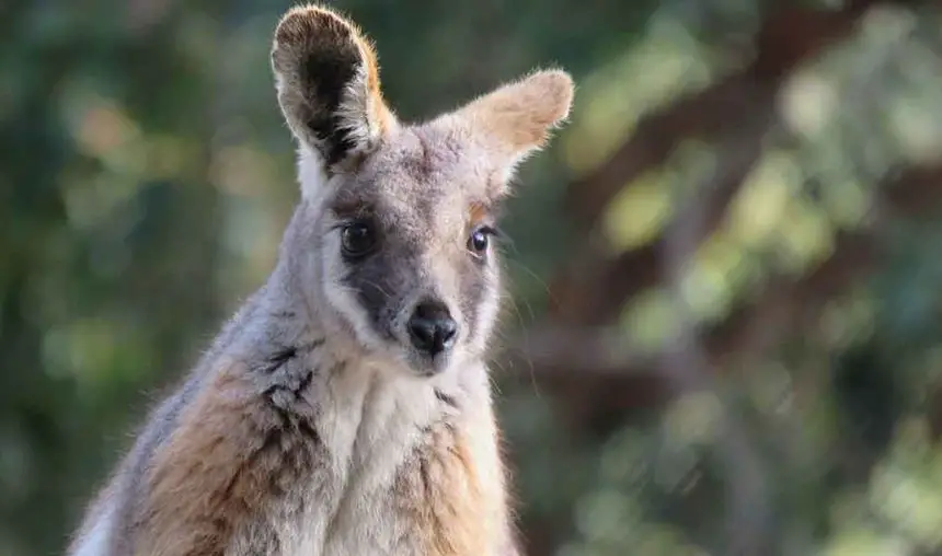 Our Top 10 Facts for World Kangaroo Day | The Animal Facts