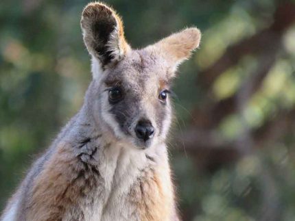 Parma Wallaby - The Animal Facts - Appearance, Diet, Habitat