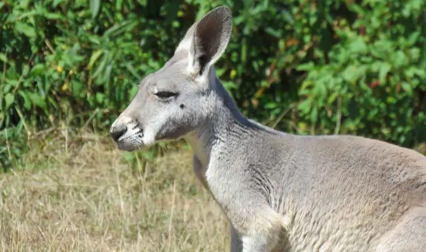 Our Top 10 Facts for World Kangaroo Day | The Animal Facts