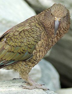 Kea | The Animal Facts