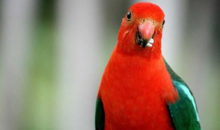 King Parrot | The Animal Facts | Appearance, Diet, Habitat, Behavior