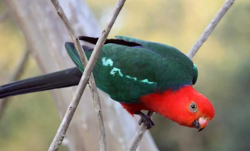 King Parrot | The Animal Facts | Appearance, Diet, Habitat, Behavior