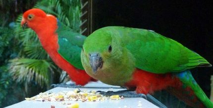 King Parrot | The Animal Facts | Appearance, Diet, Habitat, Behavior