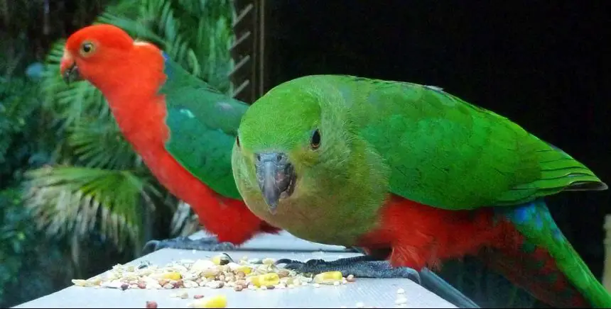 King Parrot | The Animal Facts | Appearance, Diet, Habitat, Behavior