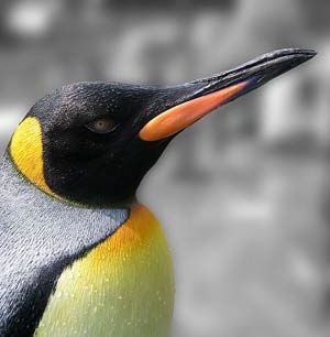 King Penguin | The Animal Facts