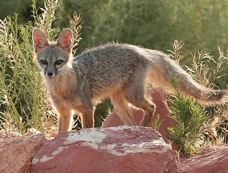 Swift Fox | The Animal Facts | Appearance, Diet, Habitat, Behavior