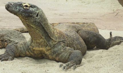 Khaleesi the Komodo Dragon Soars in to ZSL London Zoo