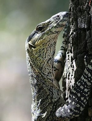 Lizards | The Animal Facts | What makes them a unique type of reptile?