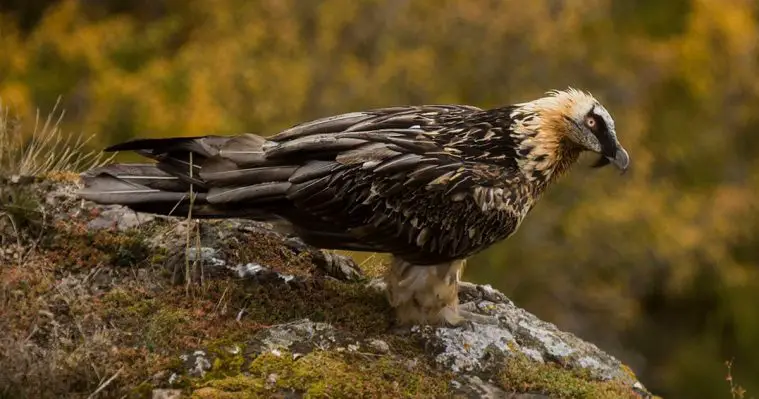 Bearded Vulture | The Animal Facts | Appearance, Diet, Habitat, Behavior