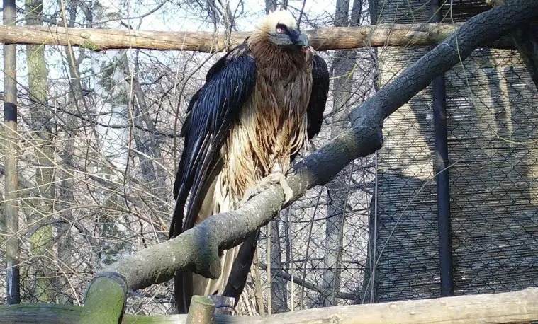 Bearded Vulture | The Animal Facts | Appearance, Diet, Habitat, Behavior